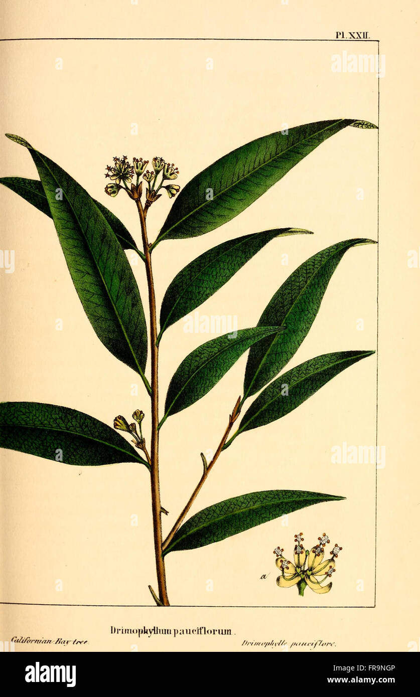 This plate from 'The North American Sylva' illustrates various tree ...