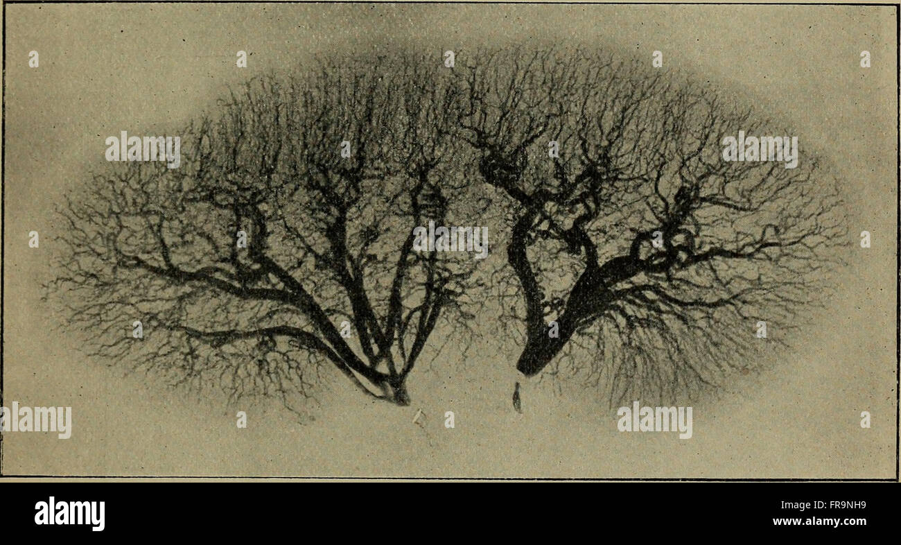 This 1899 publication explores the use of X-rays (Röntgen rays) in ...
