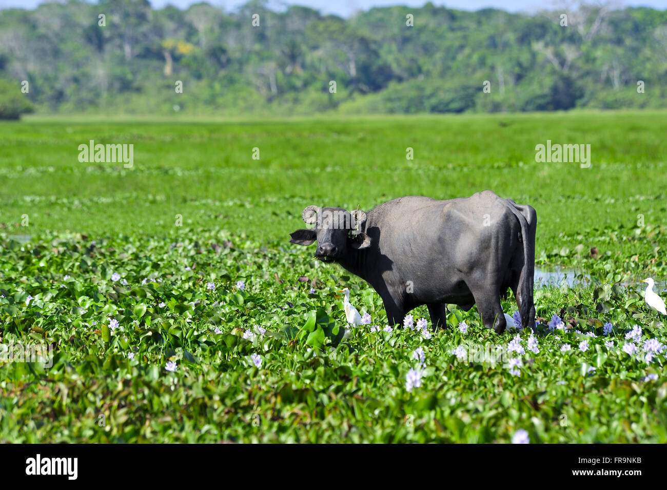 The buffalo grazing in flooded area in the Amazon region Stock Photo ...