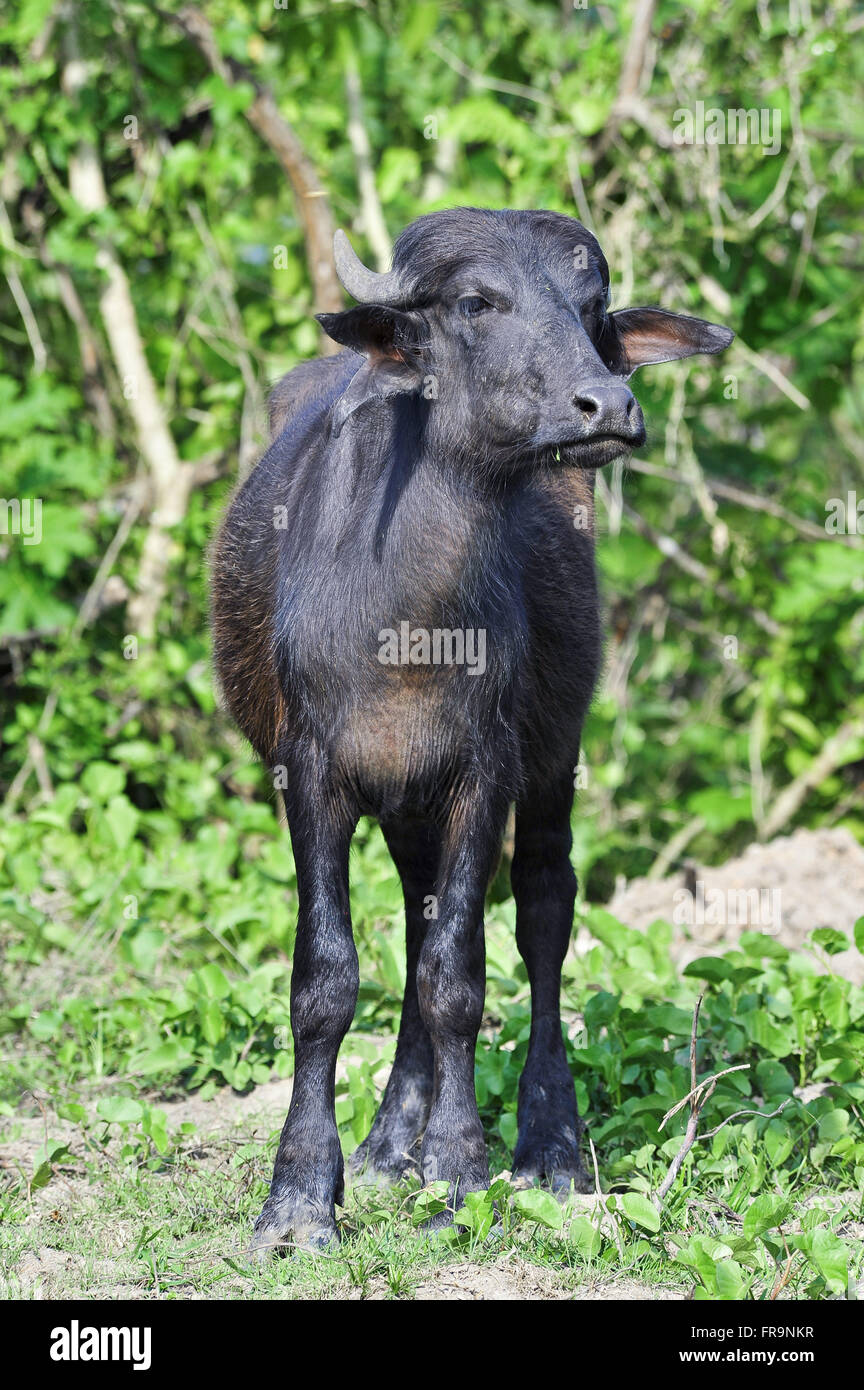 Young buffalo grazing in the Amazon region Stock Photo - Alamy