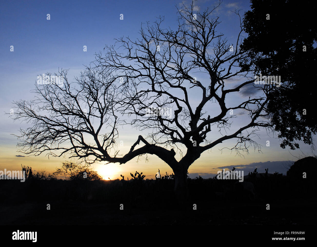 Sunset in the Sierra National Park Capybara Stock Photo - Alamy