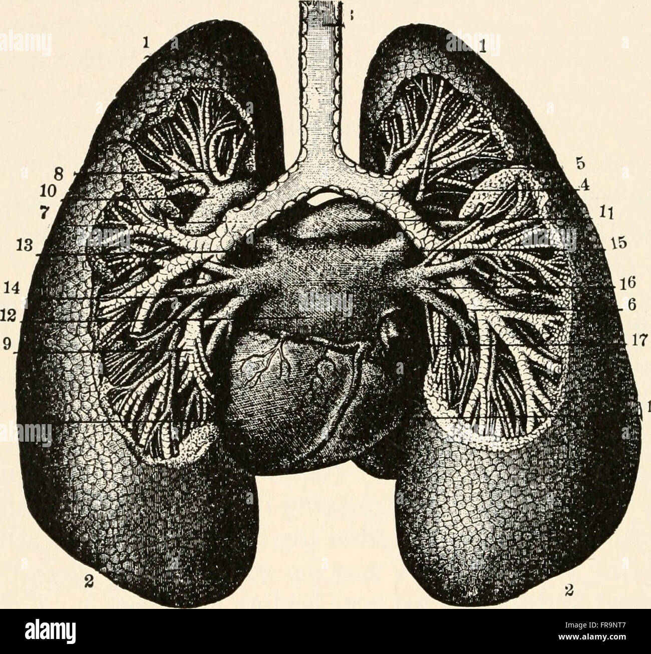 'The Animals and Man' (1911) provides an introduction to zoology and ...