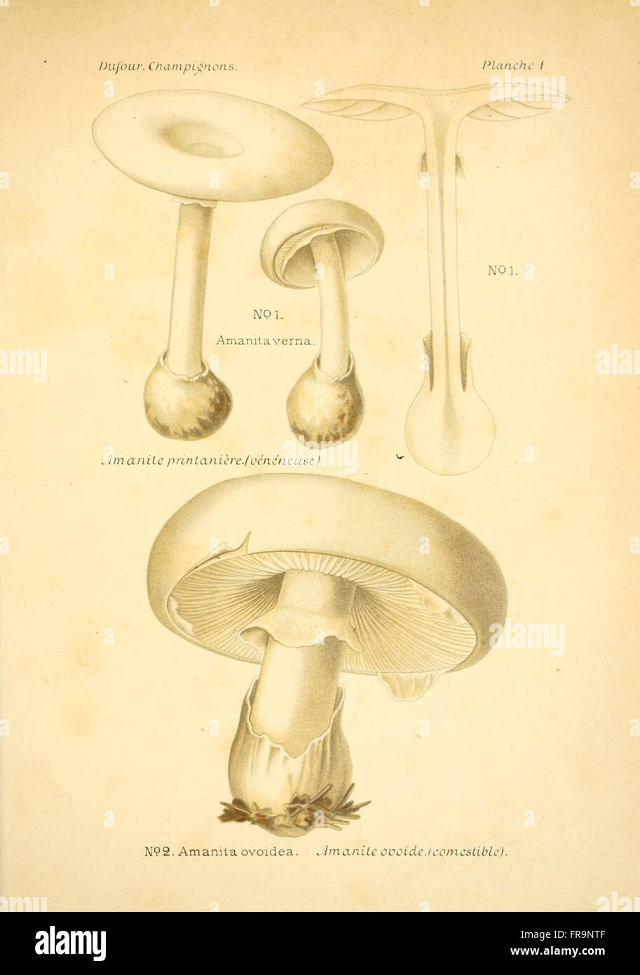 This illustrated atlas, titled Atlas of Edible and Poisonous Mushrooms ...