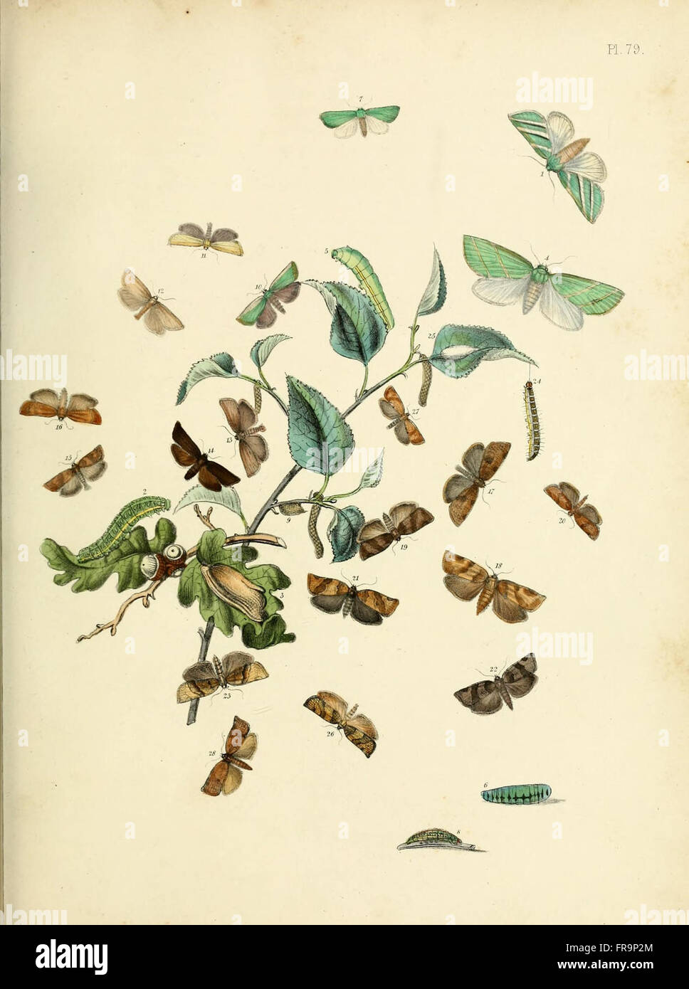 This work presents illustrations and descriptions of various species of ...