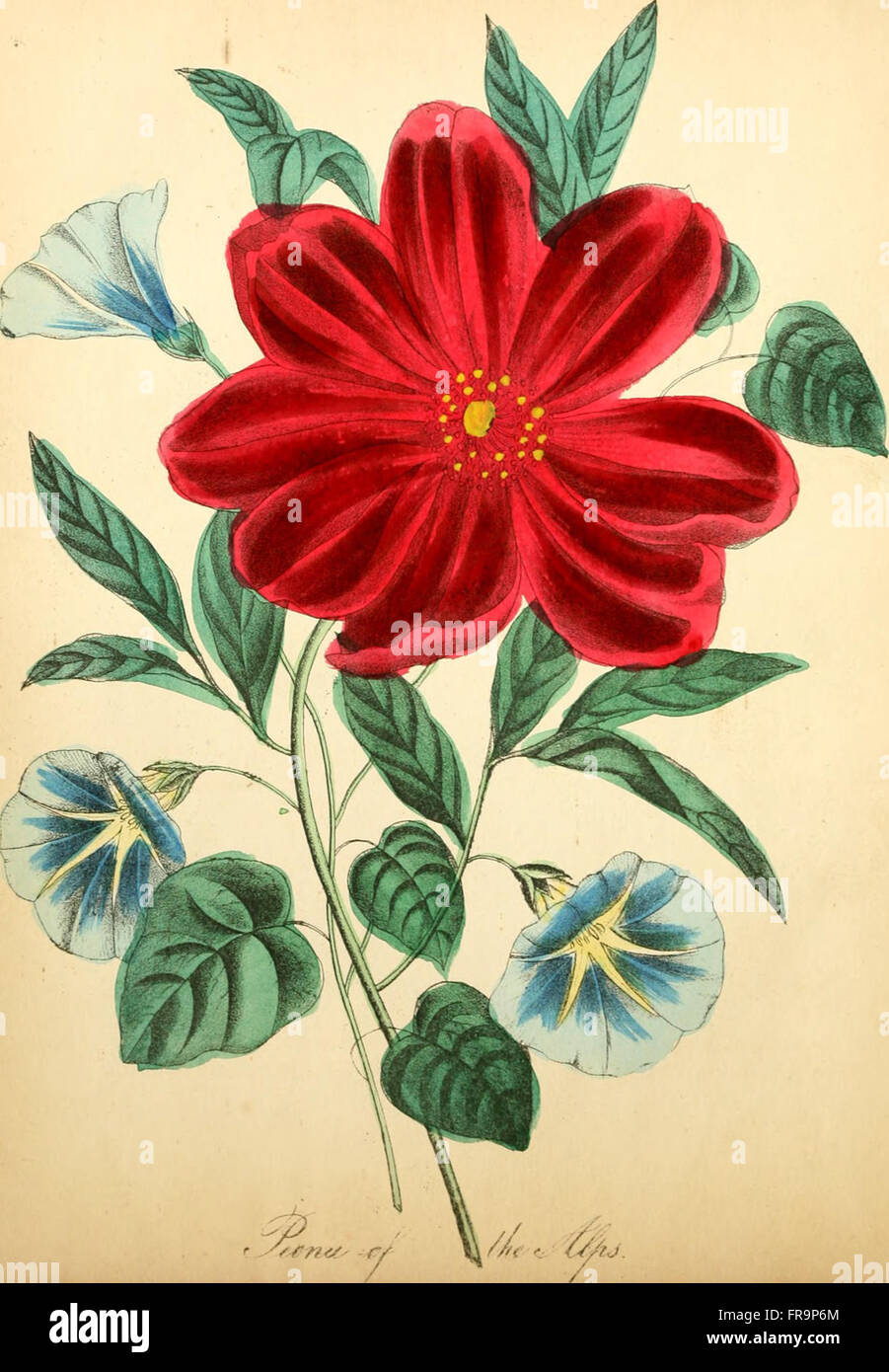 The American flora - or history of plants and wild flowers - containing ...