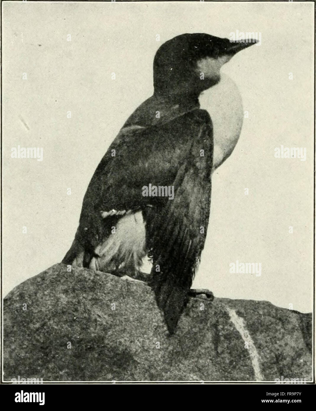 The bird, its form and function (1906 Stock Photo - Alamy