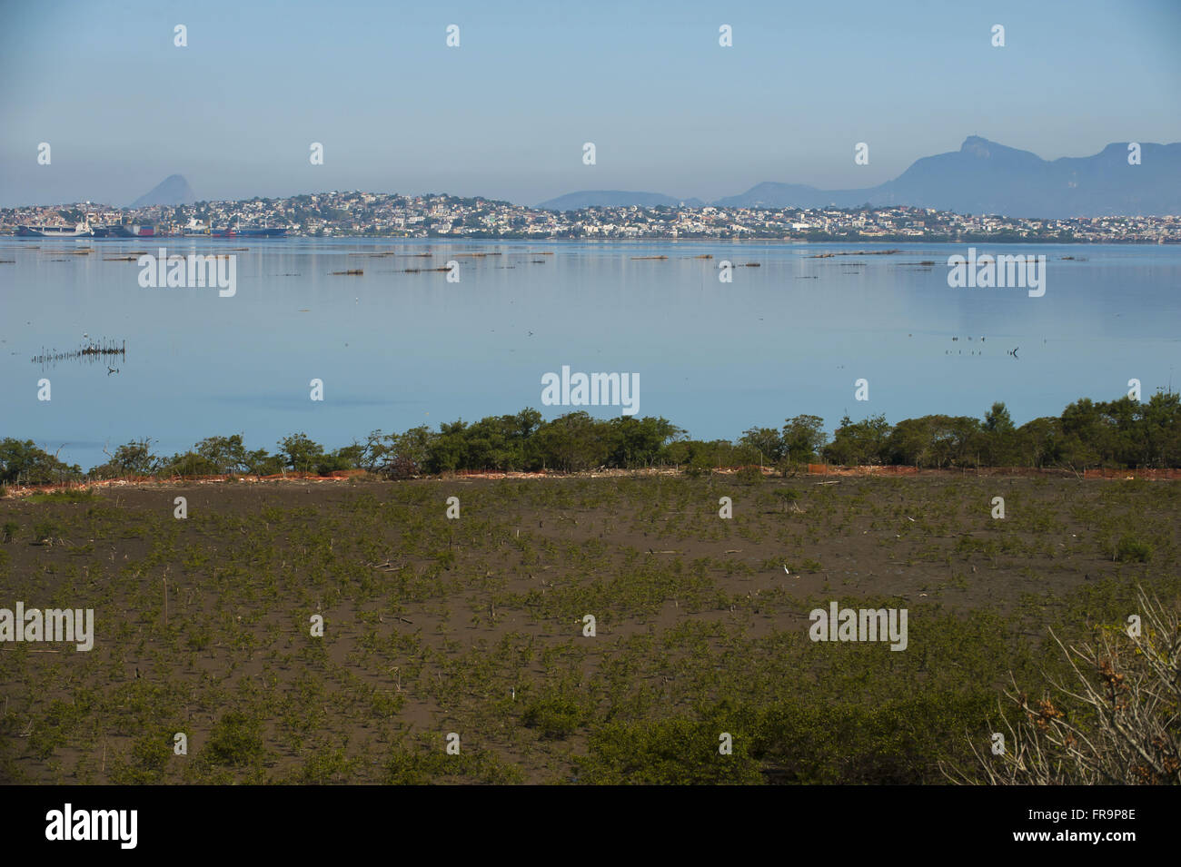Draft recovery and conservation of mangroves of Guanabara Bay on Mage ...