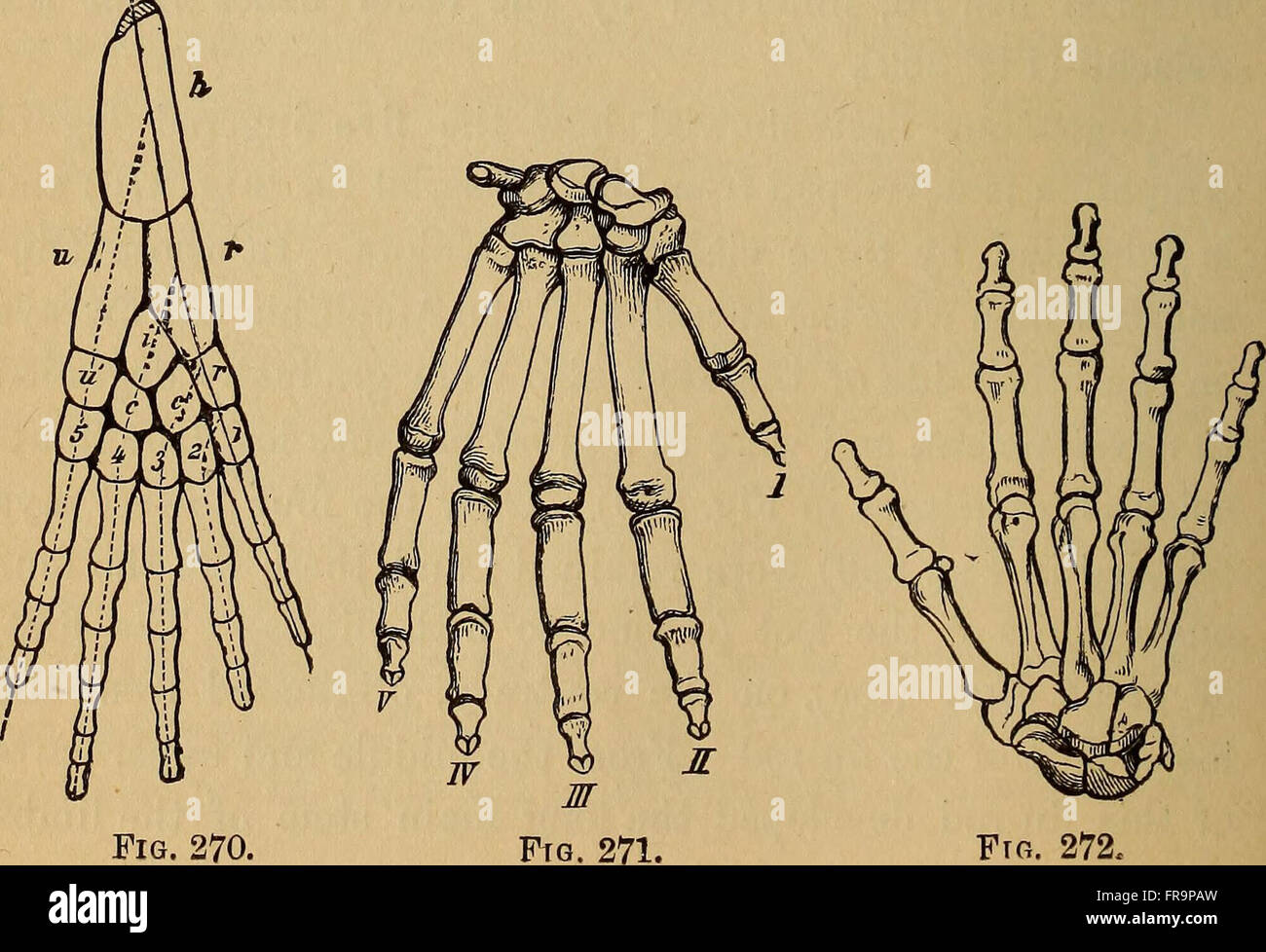 'The Evolution of Man' (1896) is an educational text that explains the ...