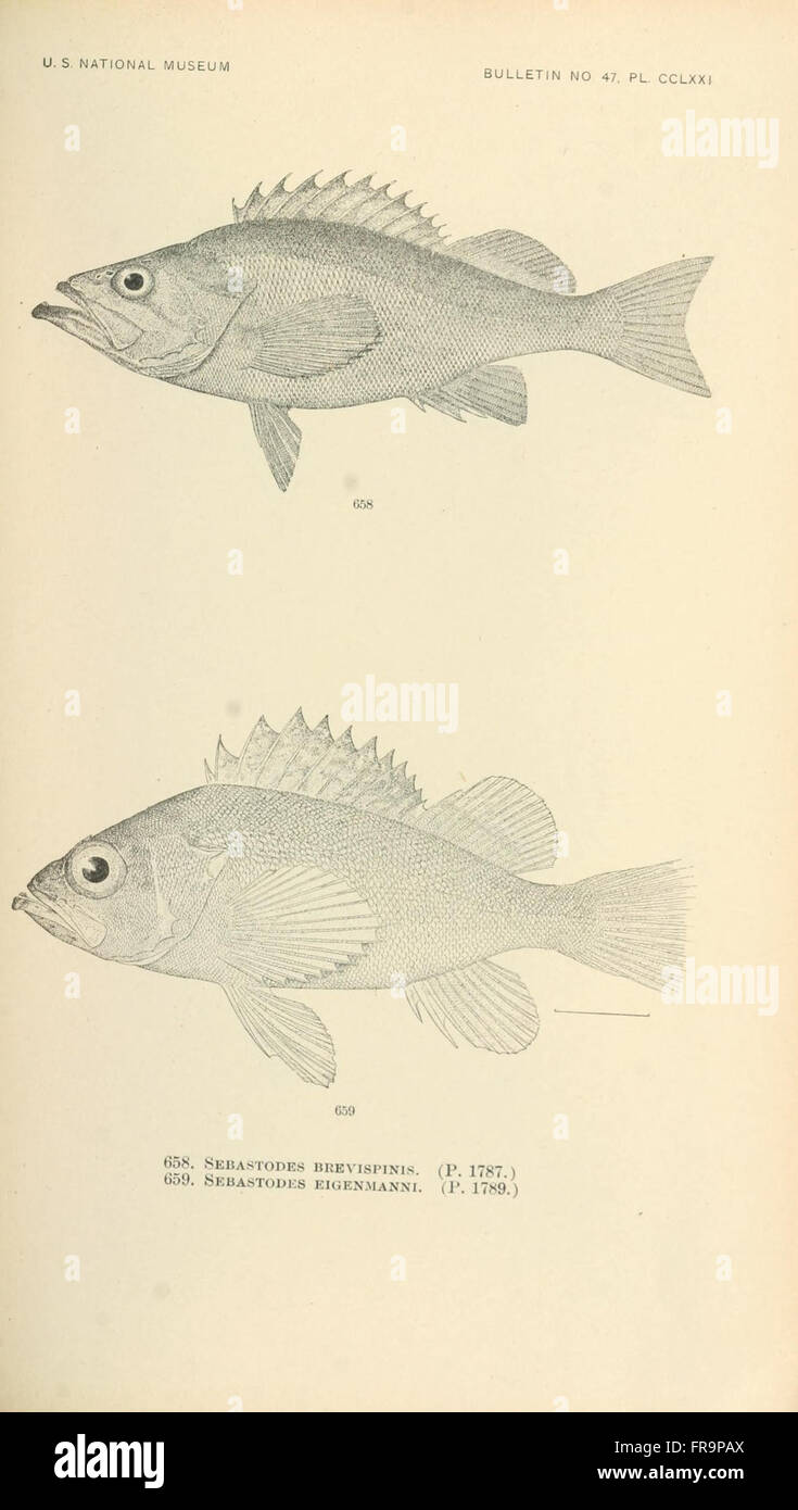 Plate CCLXXI from 'The Fishes of North and Middle America' features ...