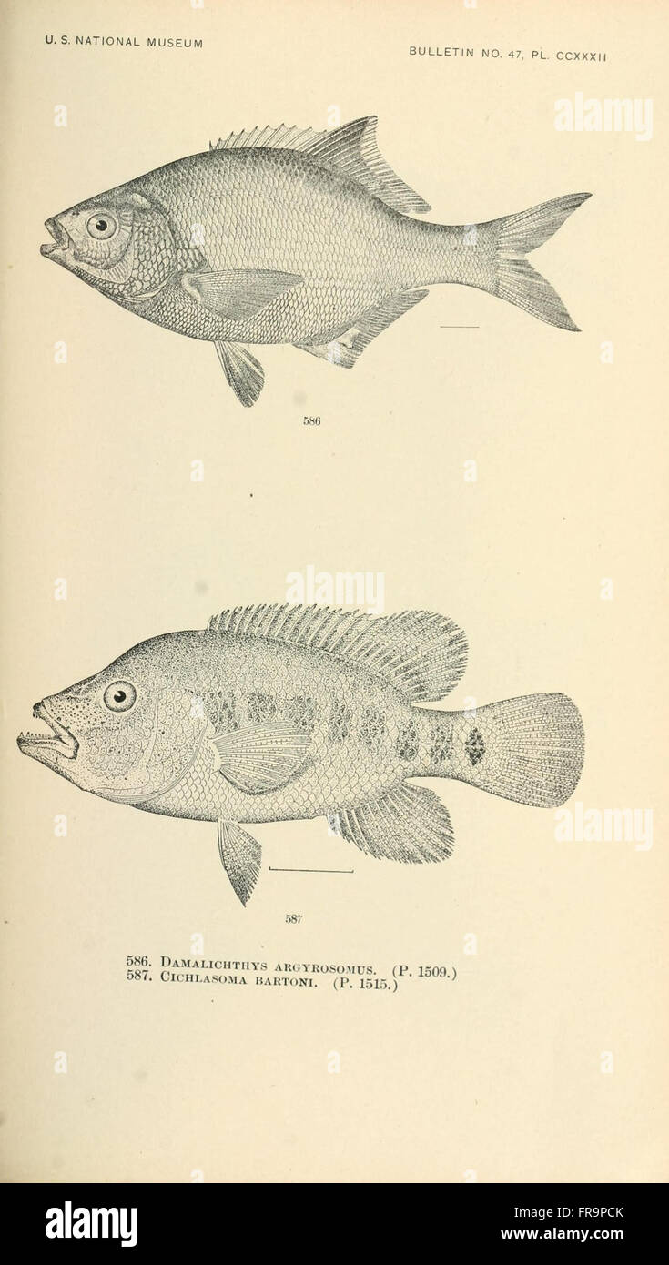 This plate features a detailed study of fish species found in North and ...