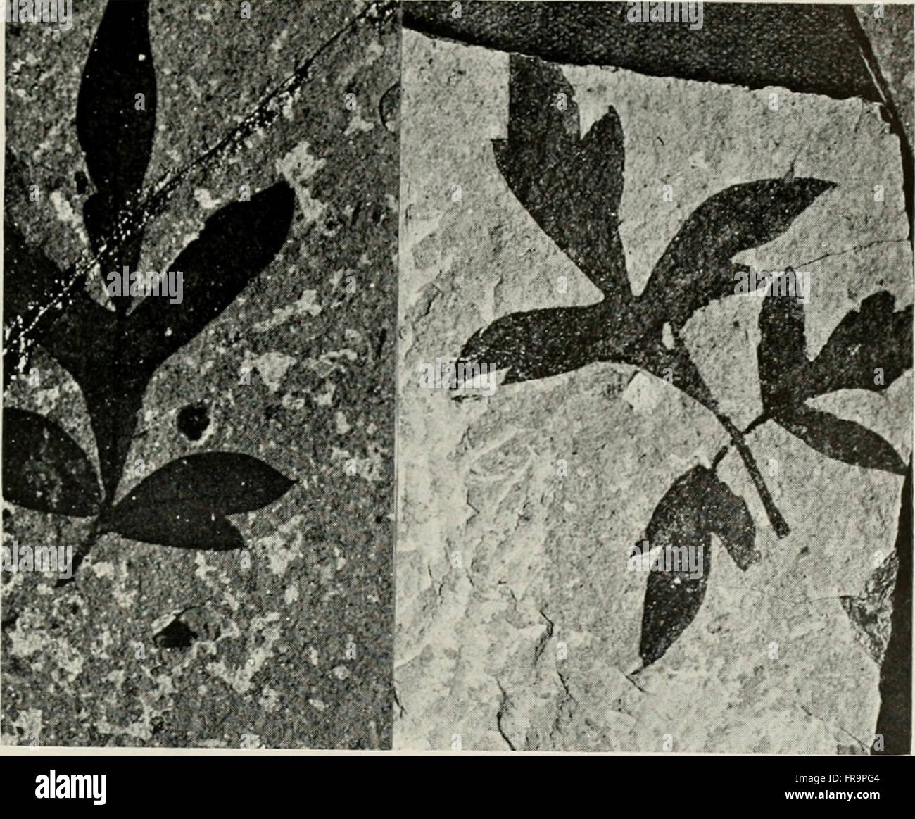 The American Museum Journal, published between 1900 and 1918, showcases ...