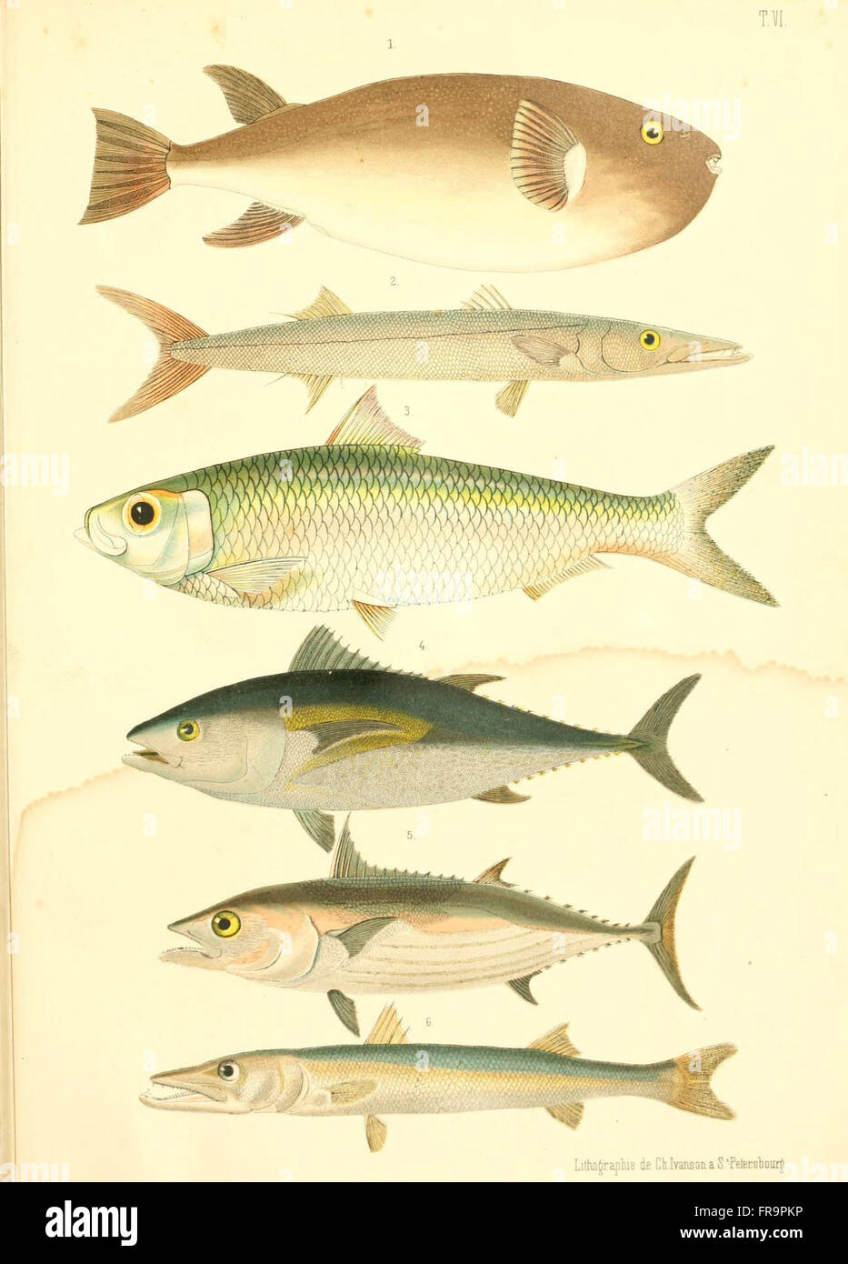 This volume, part of an atlas on venomous fish species, provides ...