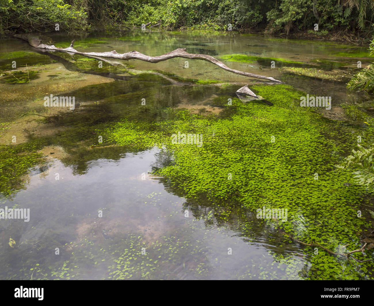Nascente do Rio Sucuri Stock Photo - Alamy