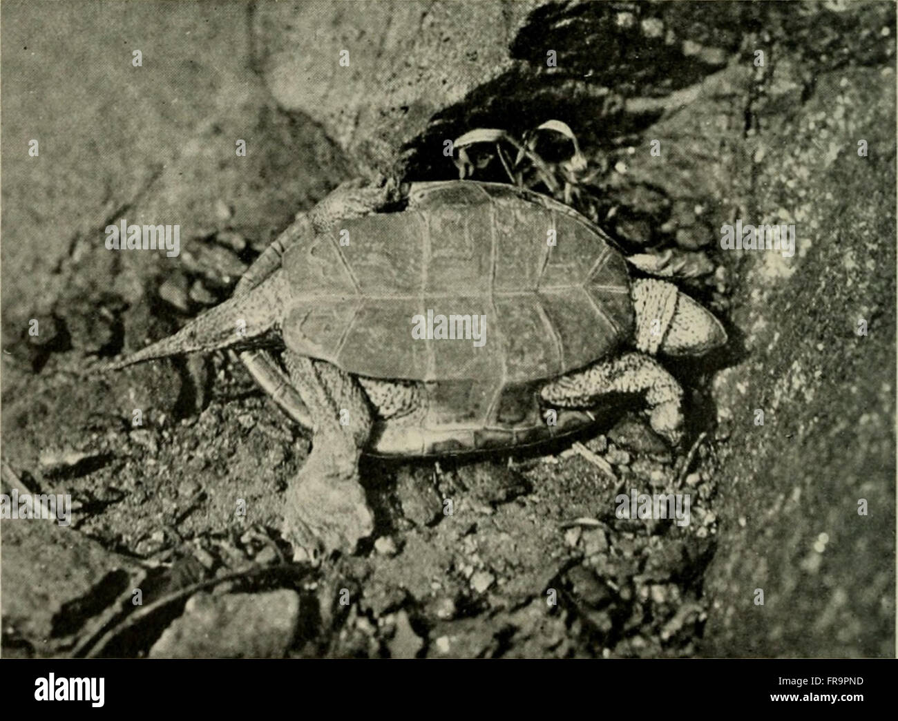 The American Museum Journal, published between 1900 and 1918 ...