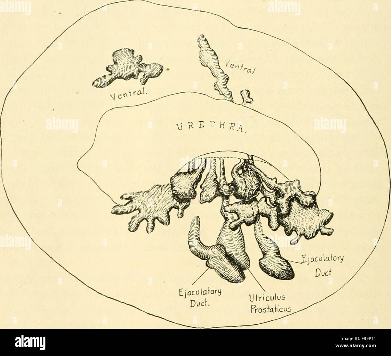 The American Journal of Anatomy (1912) features detailed studies on ...