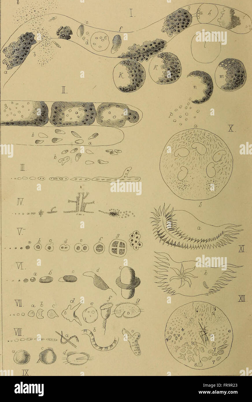 The 1872 work 'The Lens' is a detailed exploration of optical lenses ...