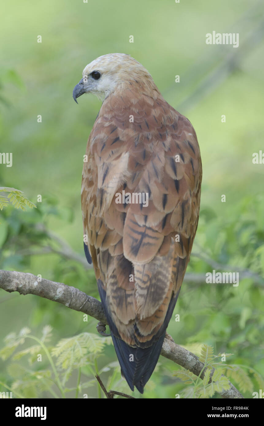 Gaviao belo hi-res stock photography and images - Alamy Gaviao belo hi-res stock photography and images - Alamy