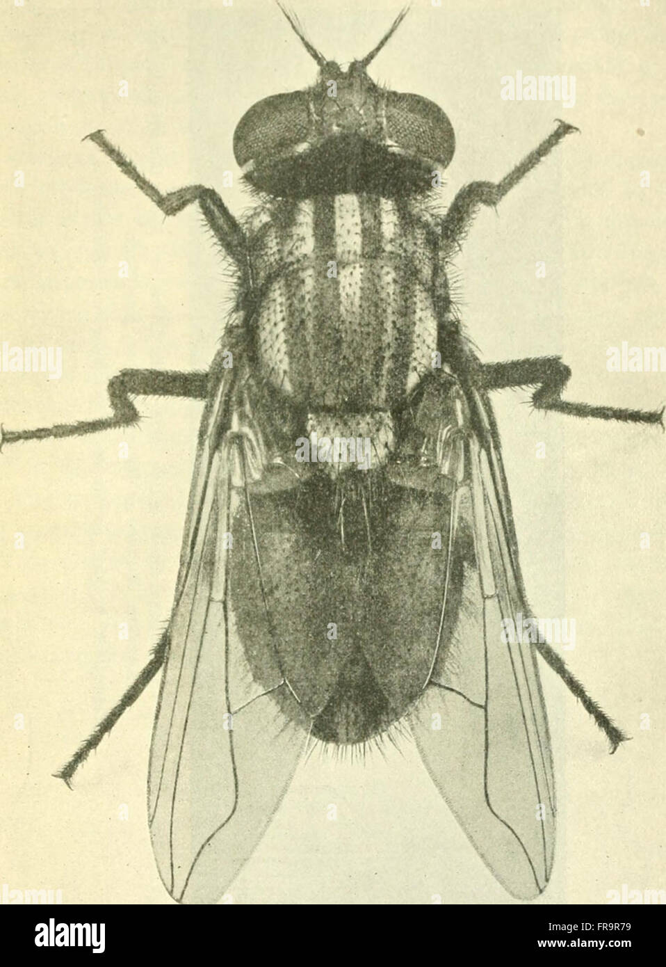 The house-fly, Musca domestica Linn. - its structure, habits ...