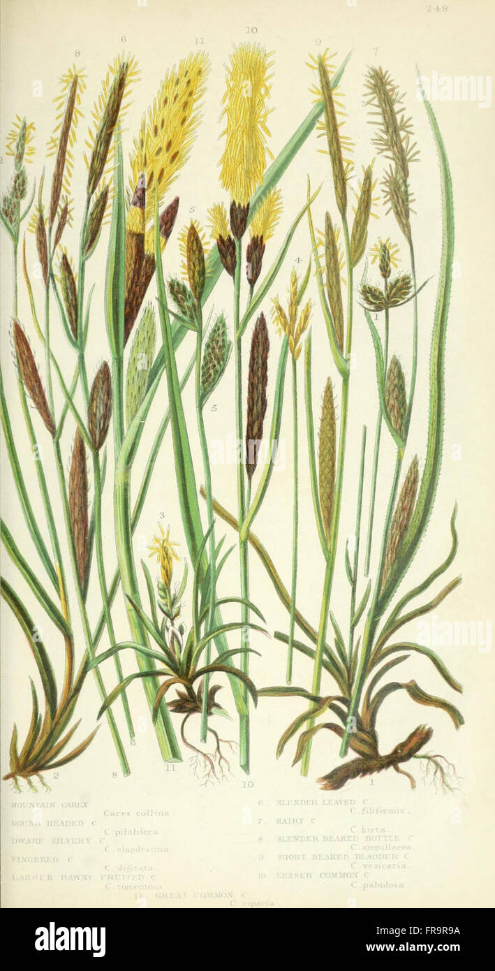 This illustration from 'The British Grasses and Sedge' showcases a ...