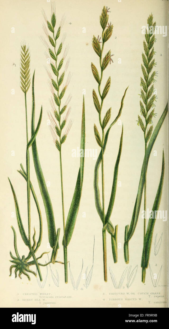 'The British Grasses and Sedges' provides detailed illustrations and ...