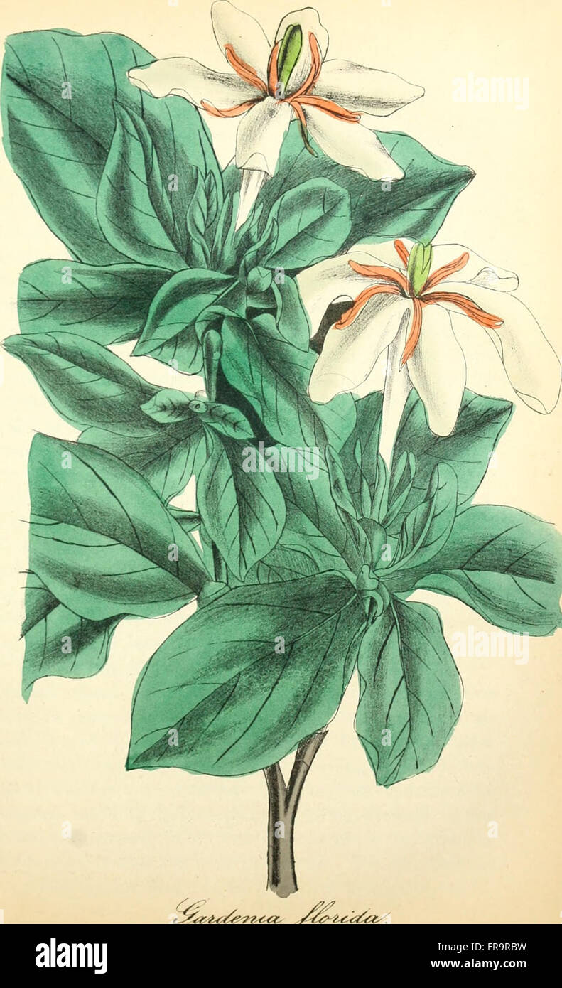 The American Flora is a comprehensive reference on plants and ...