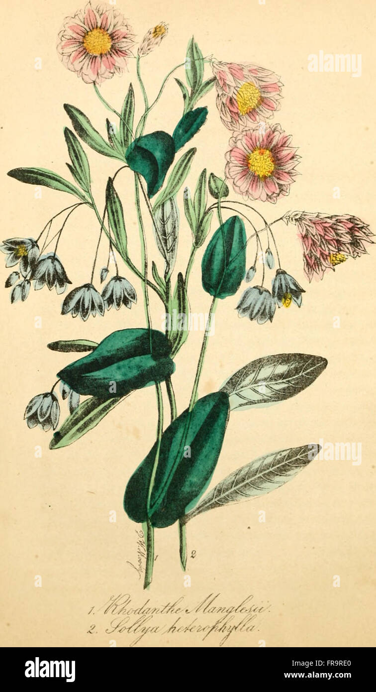 The American flora - or history of plants and wild flowers - containing ...