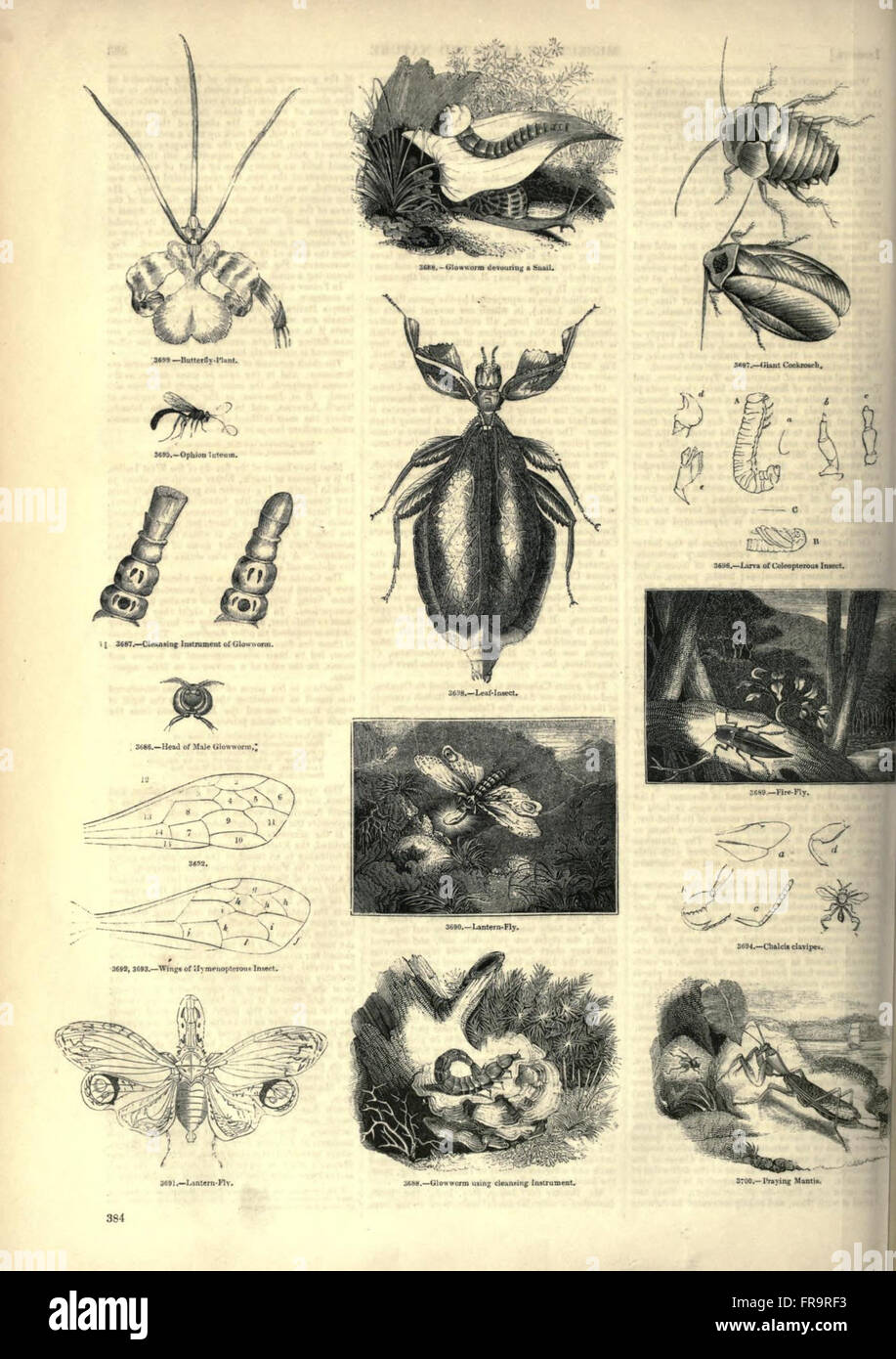 The Pictorial Museum of Animated Nature offers a visual representation ...