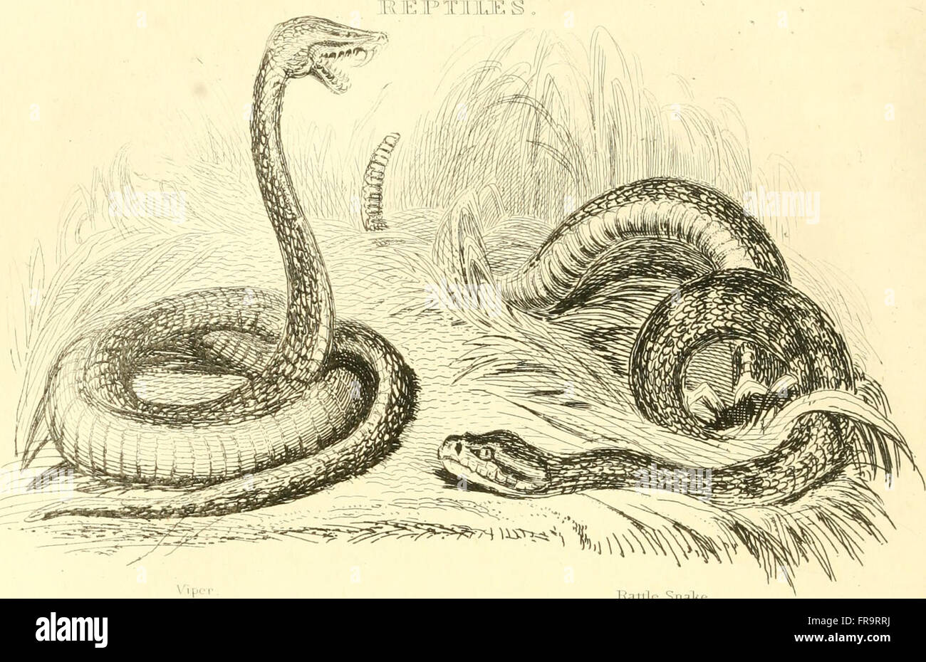 'The Animal Kingdom' (1849) is a natural history work, categorizing ...