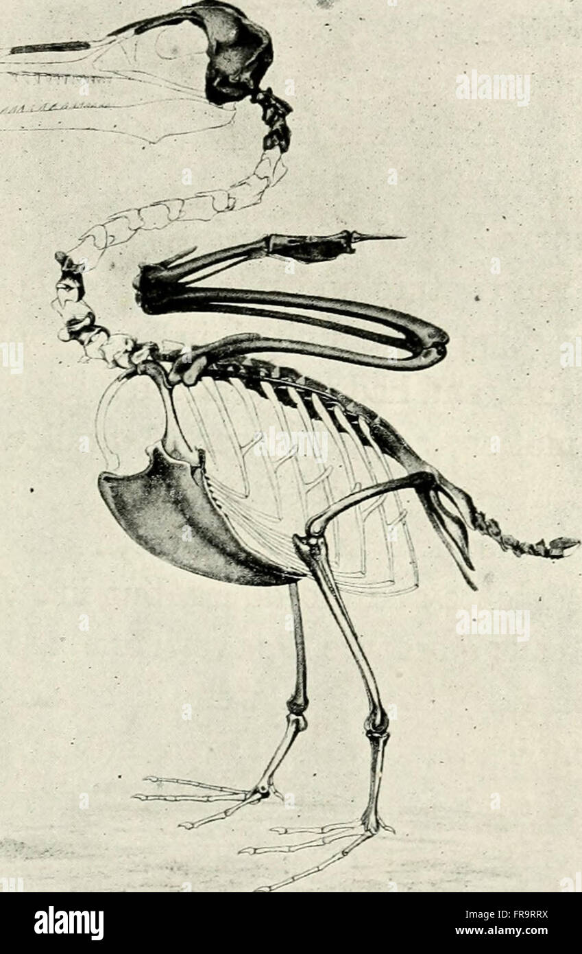The bird, its form and function (1906 Stock Photo - Alamy