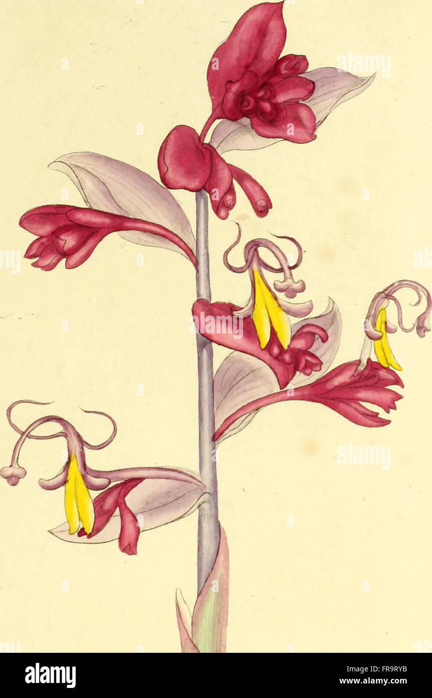 This botanical work features illustrations of rare and newly discovered ...