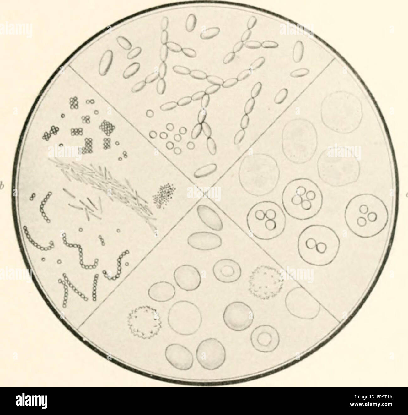 'The Medical Examination for Life Insurance' (1905) outlines the ...