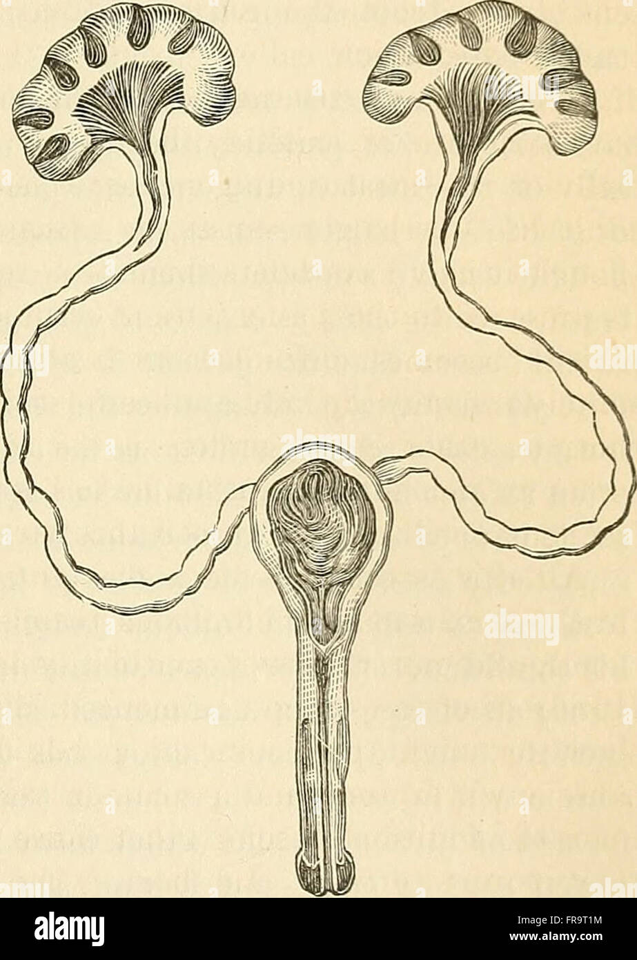 Genito urinary organs hi-res stock photography and images - Alamy