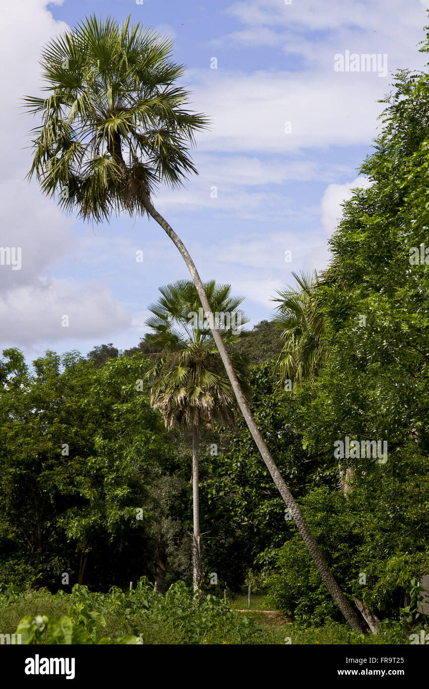 Palm Caranda in the Pantanal Stock Photo - Alamy
