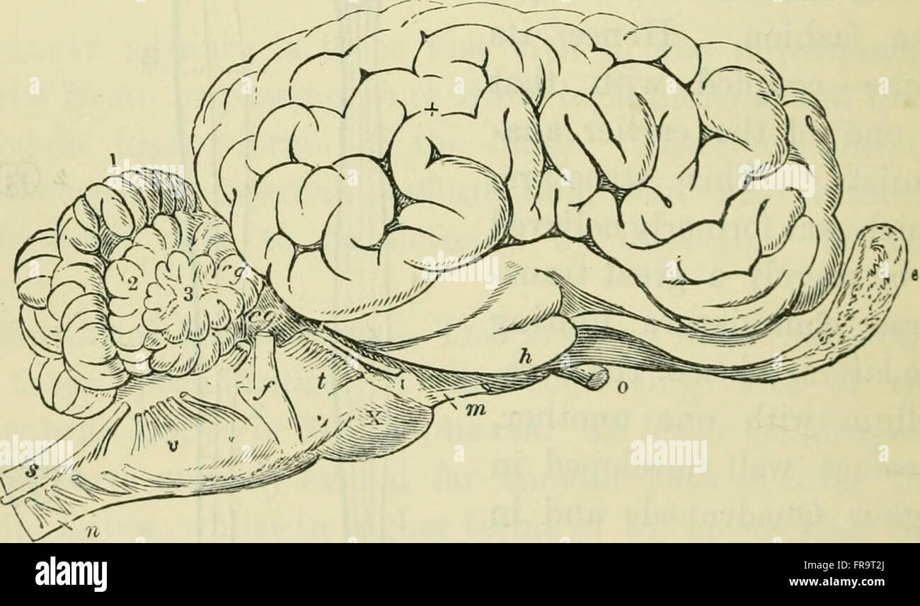 This 1896 work explores the concept of the brain's role in the mind ...