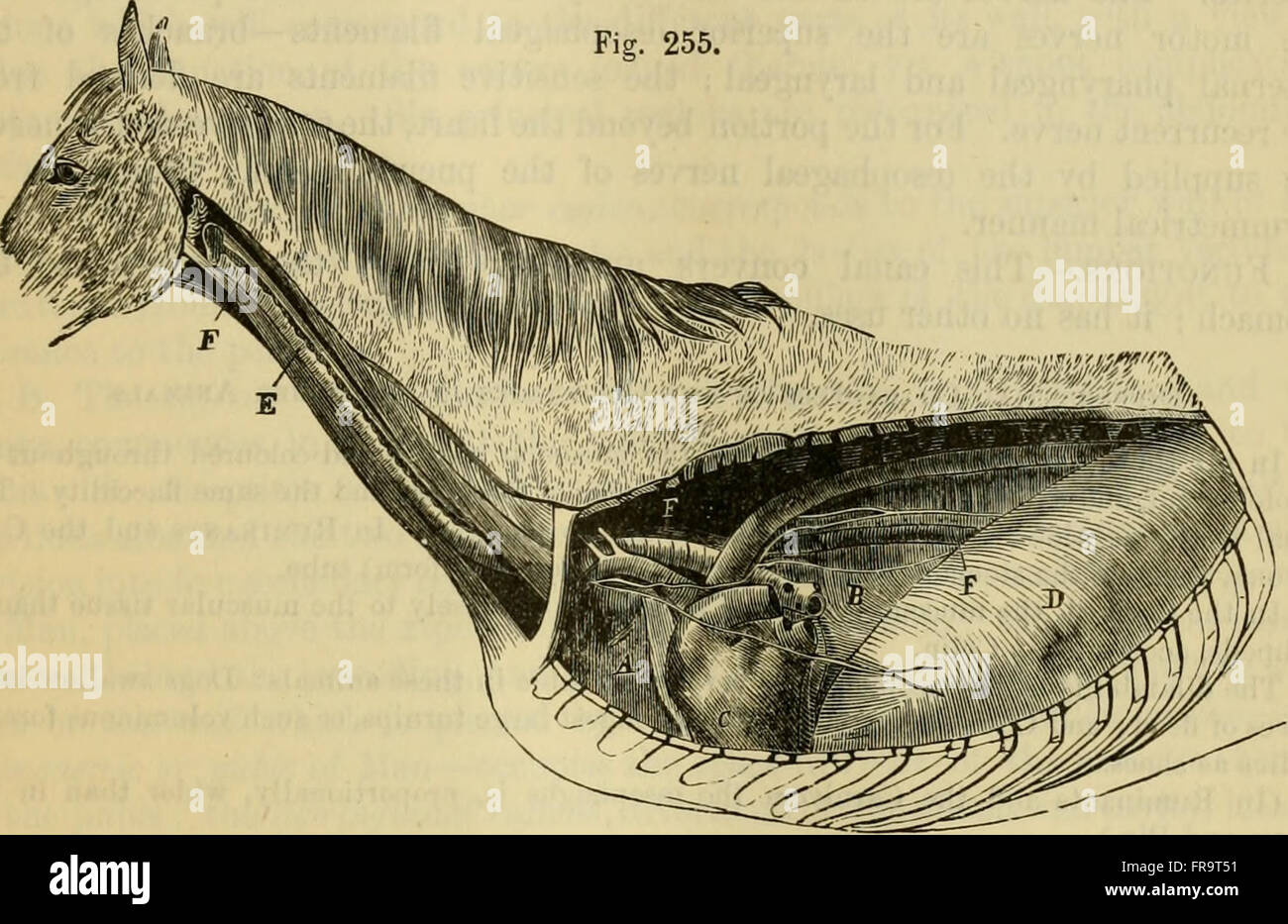 The comparative anatomy of the domesticated animals (1891 Stock Photo ...