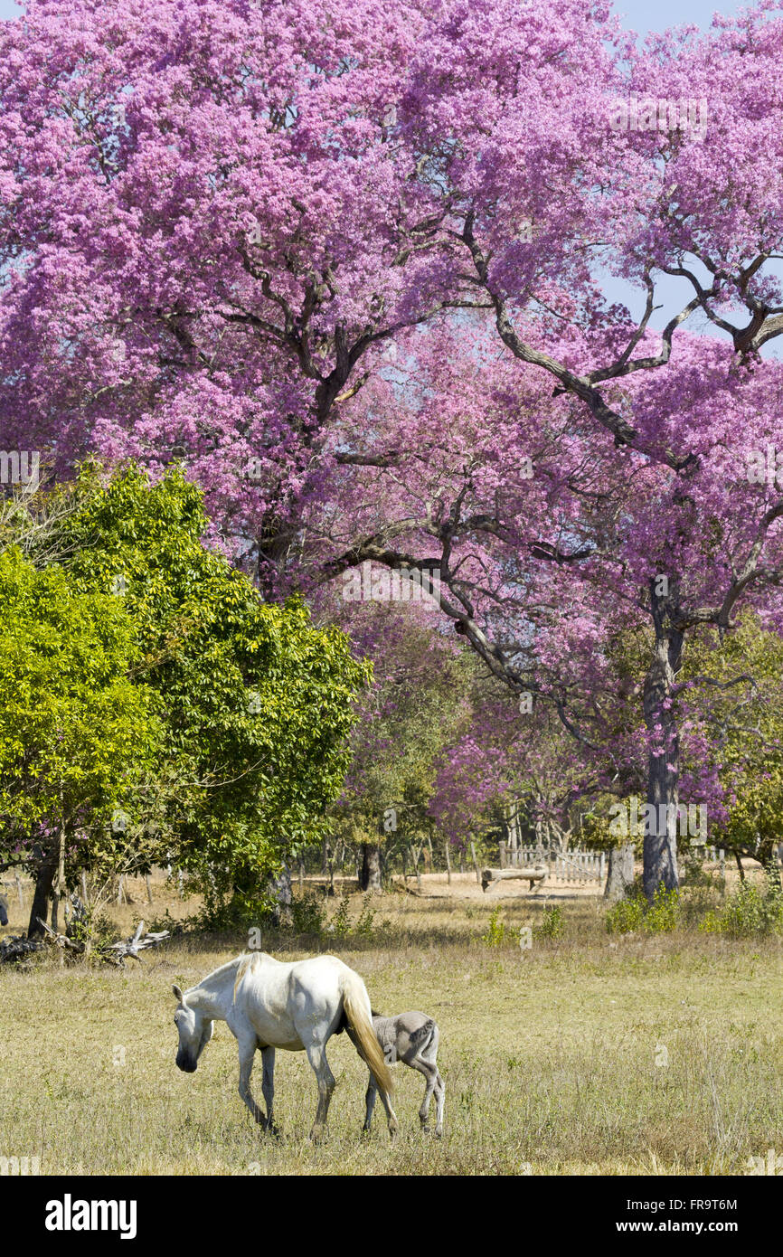 Horse family tree hi-res stock photography and images - Alamy