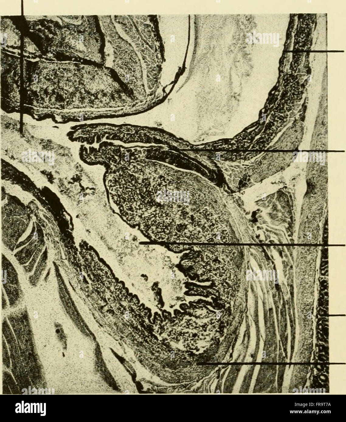 This work from 1941 examines the biology of the laboratory mouse ...