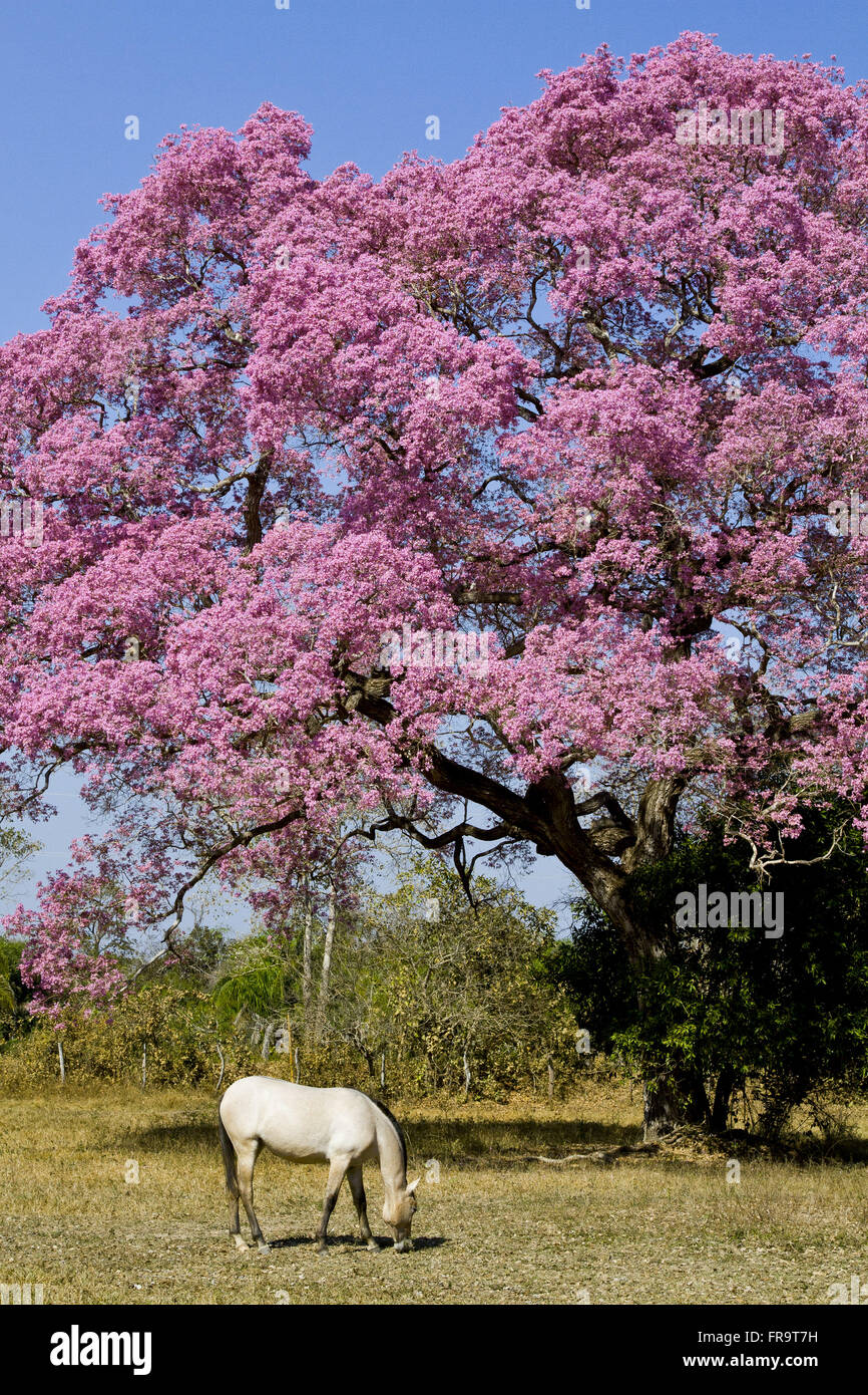 Horse grazing tree ipe purple flowering hi-res stock photography and ...