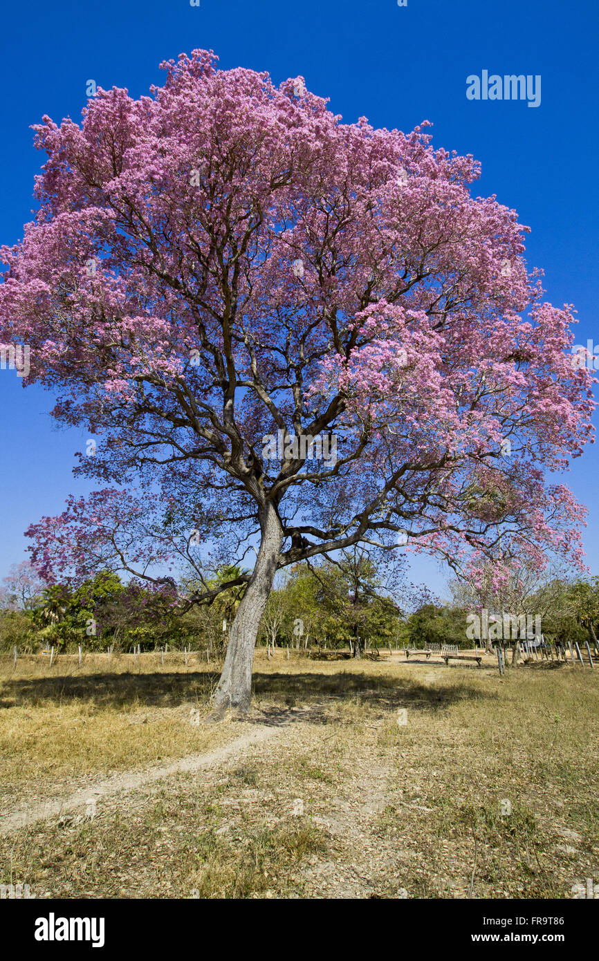 Tabebuia tree hi-res stock photography and images - Alamy