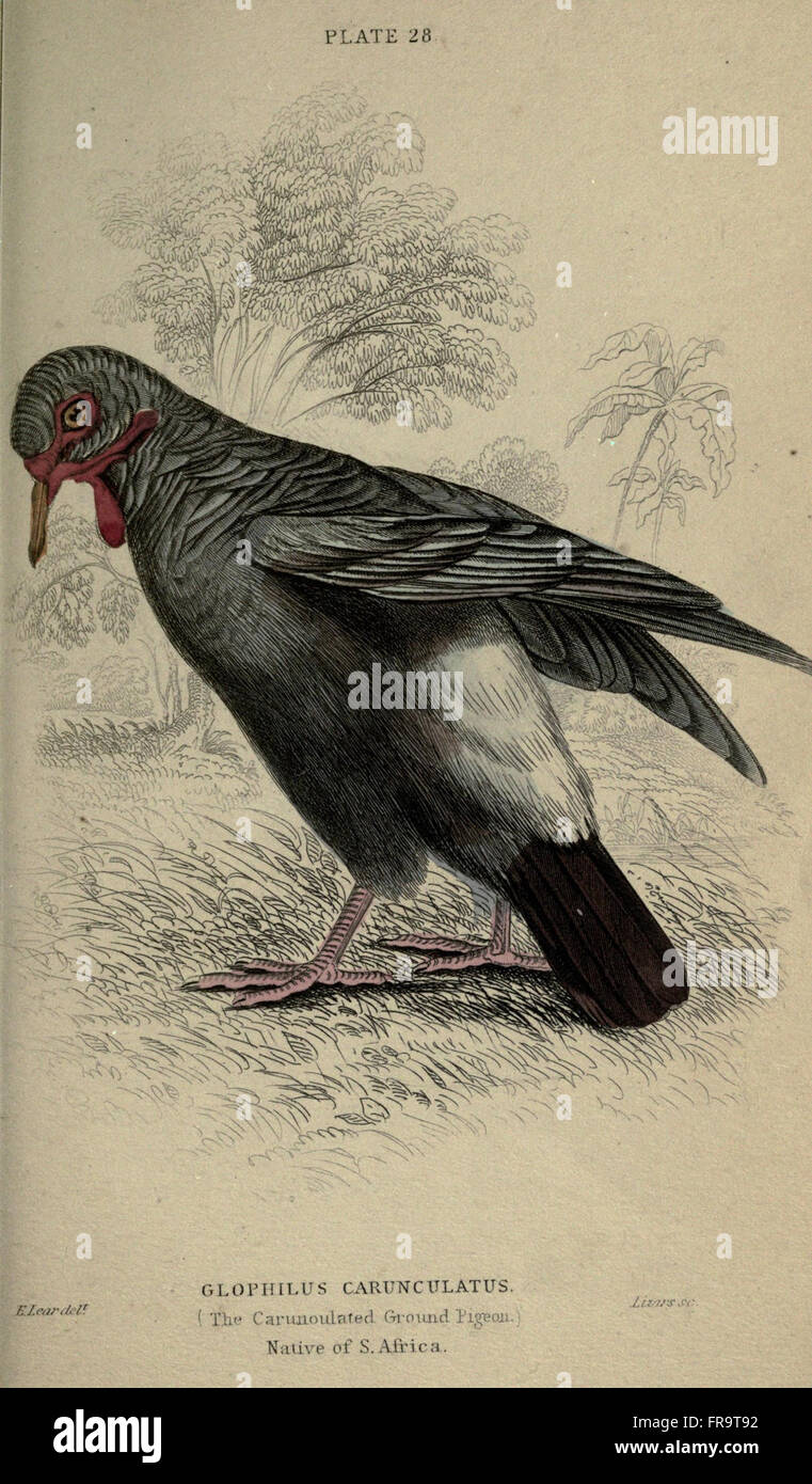 This plate illustrates various species of pigeons, detailing their ...