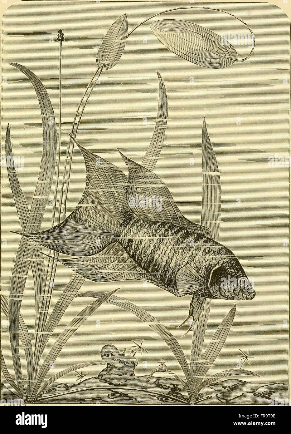 The aquarium (1893 Stock Photo - Alamy