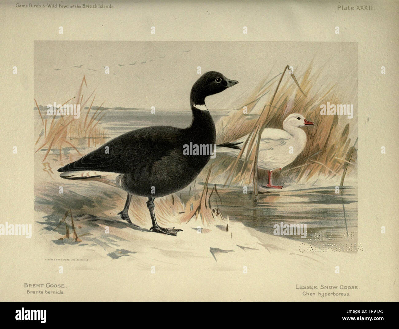 An illustrated plate showing game birds and wild fowl of the British ...