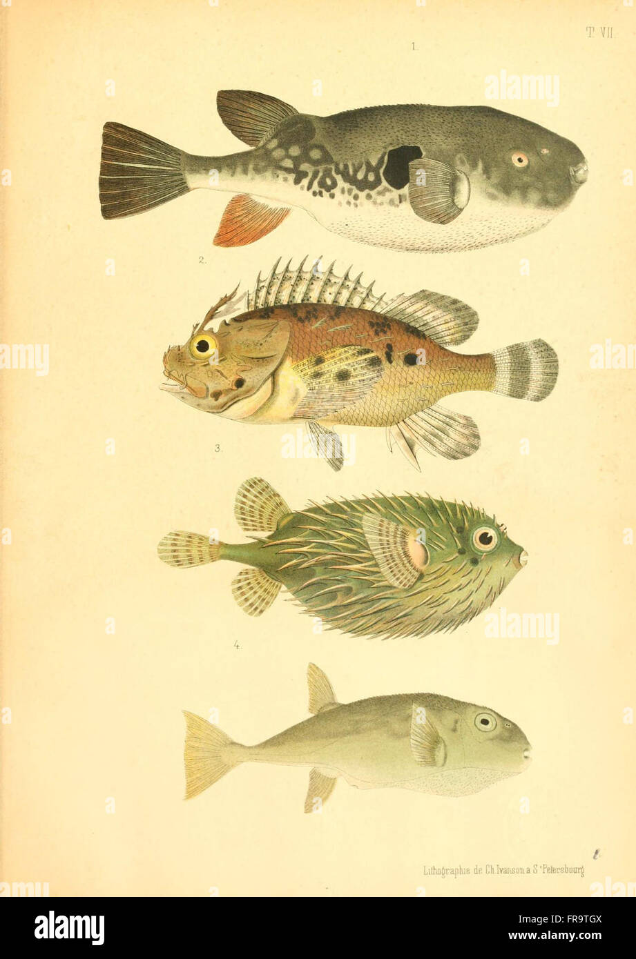 This atlas focuses on venomous fish species, presenting detailed ...