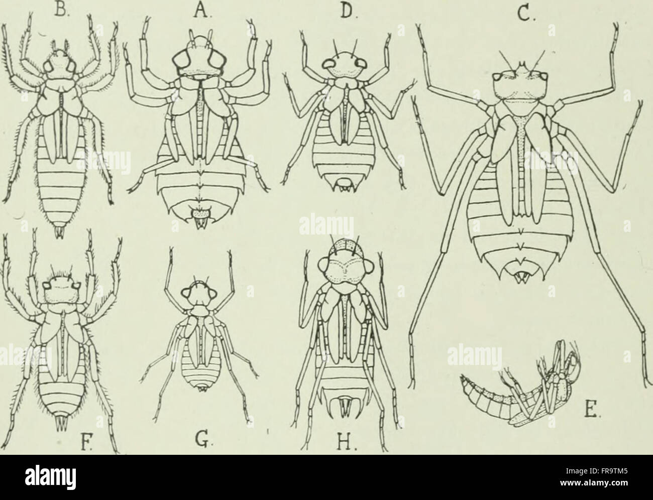 The 1917 study on the biology of dragonflies explores the Odonata order ...
