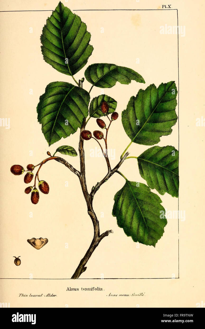This work focuses on the diverse species of trees native to North ...