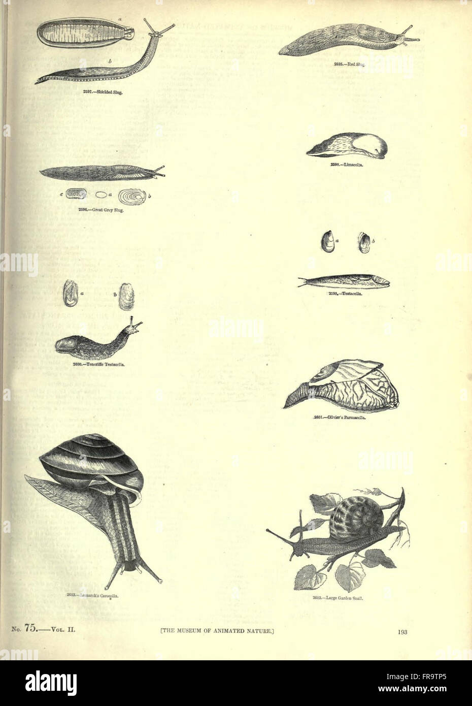 'The Pictorial Museum of Animated Nature' offers visual depictions of ...