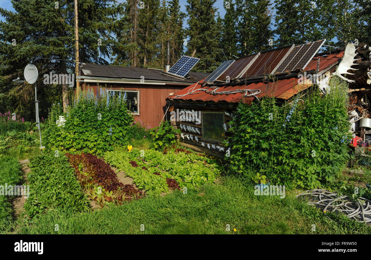 WISEMAN, ALASKA, USA-JULY 13, 2009: trappers hut and trappers garden ...