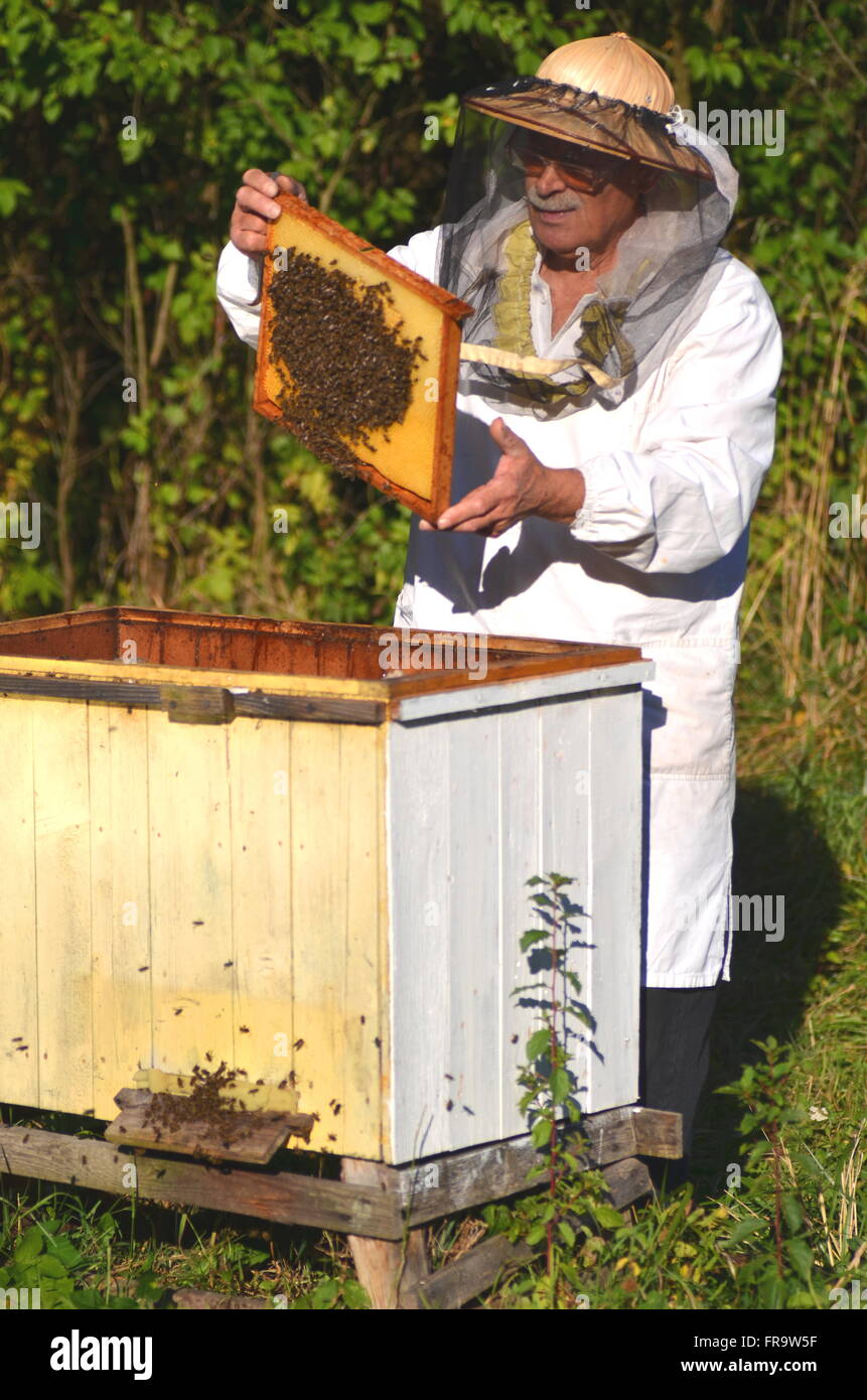 senior apiarist making inspection in apiary in the springtime Stock ...