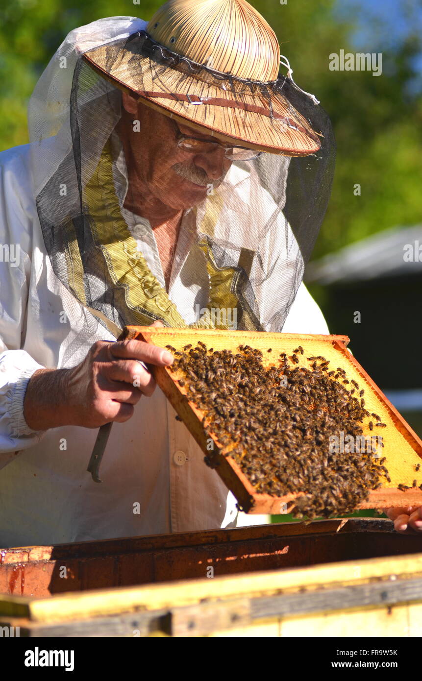 senior apiarist making inspection in apiary in the springtime Stock ...