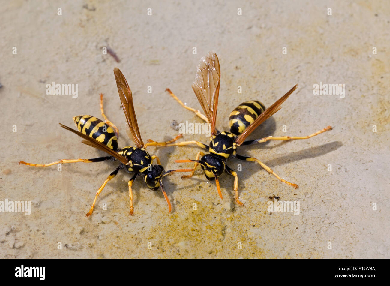 Two European paper wasps (Polistes dominula) drinking water in puddle ...